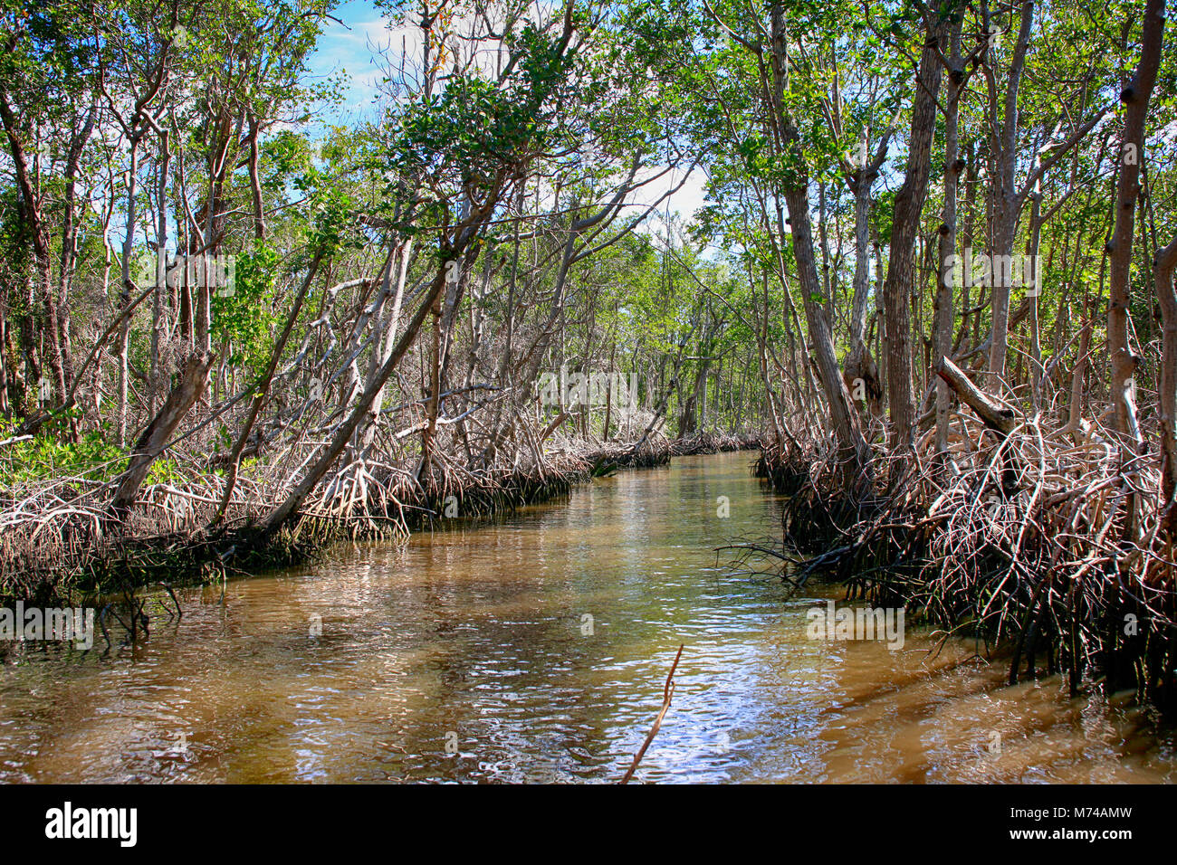 Mangrove swamps -Fotos und -Bildmaterial in hoher Auflösung – Alamy