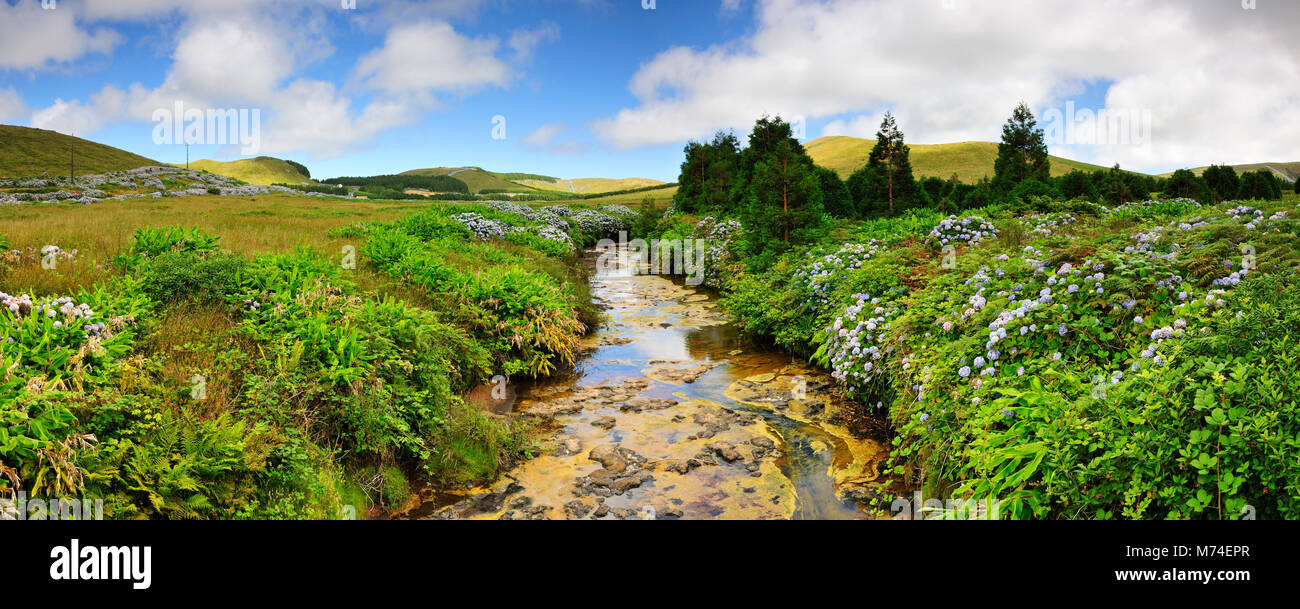 Flores azores flowers -Fotos und -Bildmaterial in hoher Auflösung – Alamy