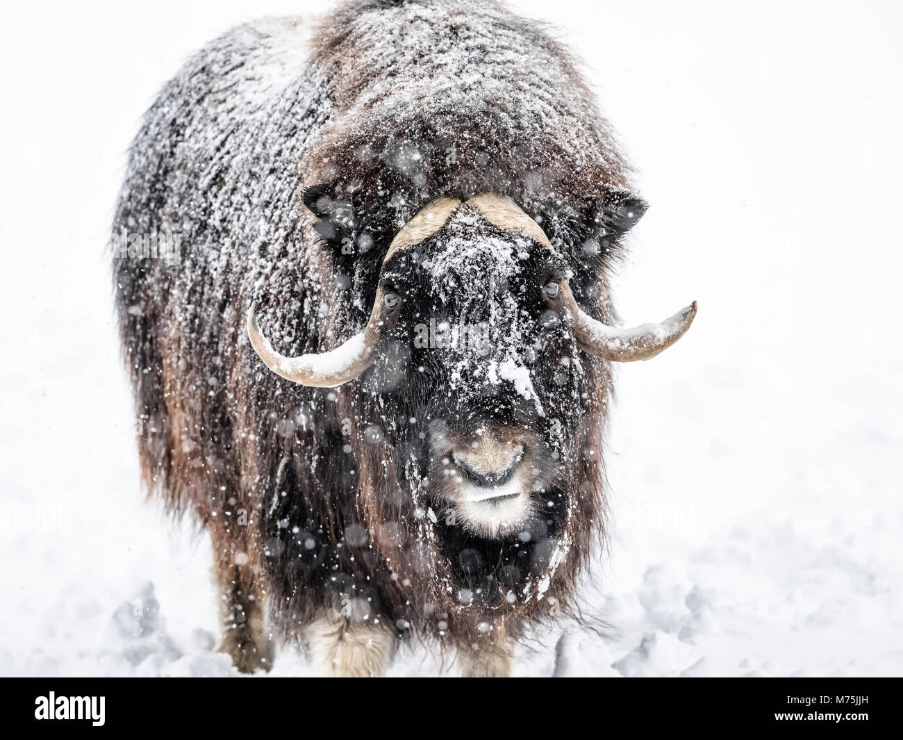 Moschusochse Im Fallenden Schnee Stockfotos und -bilder Kaufen - Alamy