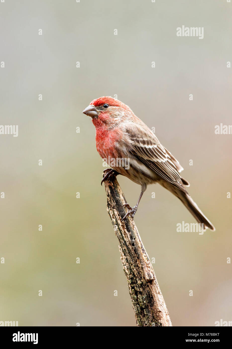 Virginia hausfink -Fotos und -Bildmaterial in hoher Auflösung – Alamy