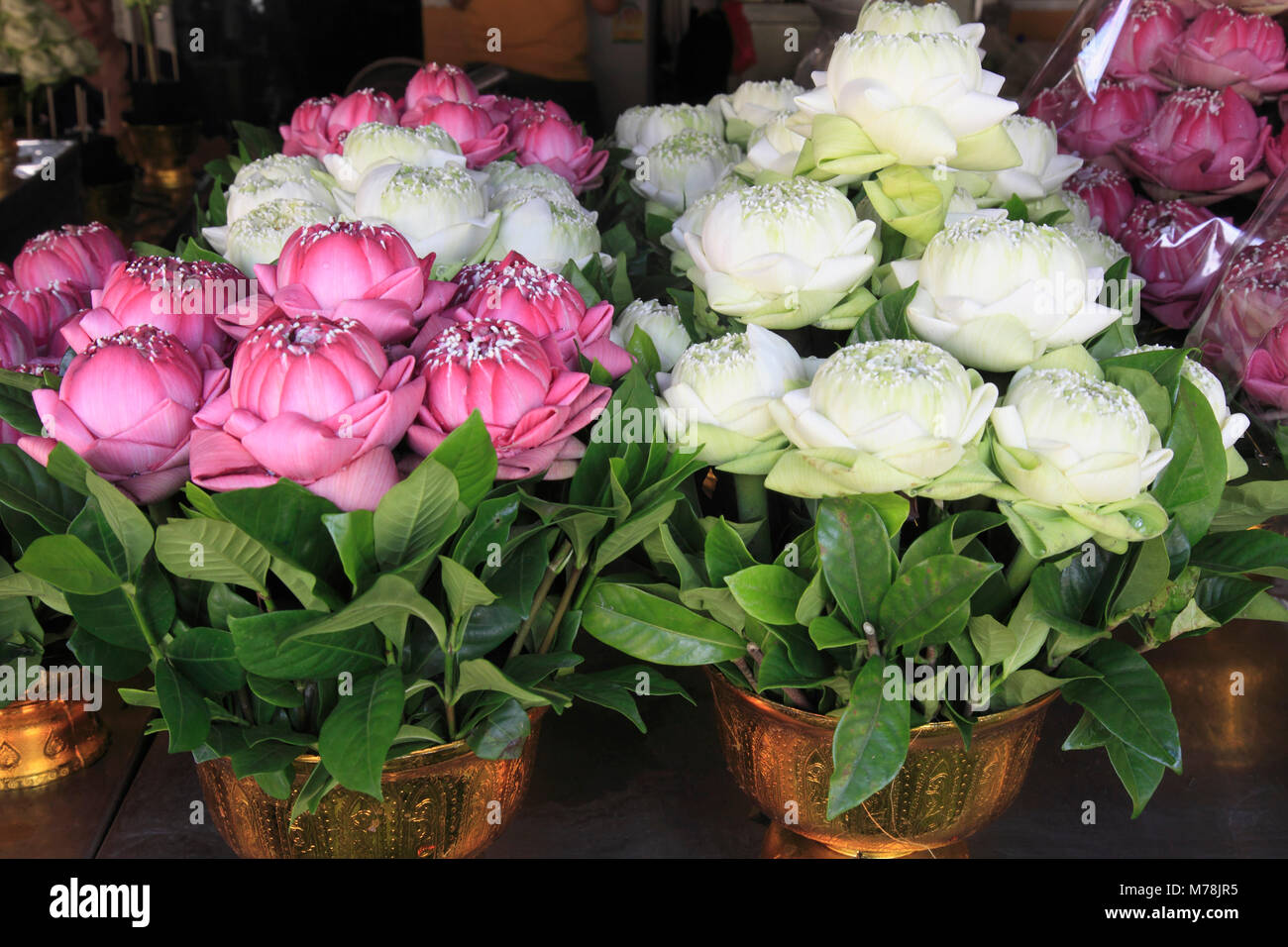 Lotus bangkok -Fotos und -Bildmaterial in hoher Auflösung – Alamy