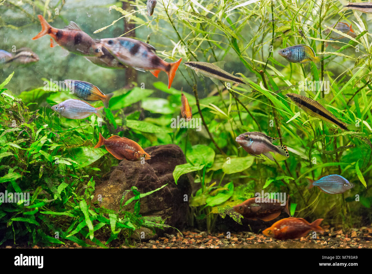 Dekorativer Aquarium bunte Fische und Wasserpflanzen in tiefem Wasser Stockfotografie - Alamy