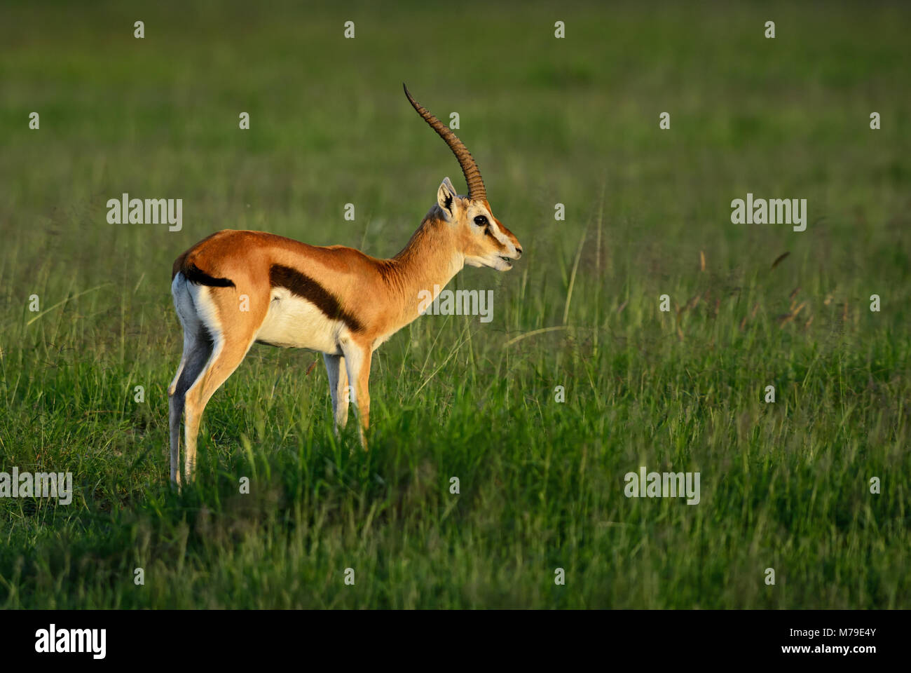 Amboseli thomas gazelle -Fotos und -Bildmaterial in hoher Auflösung – Alamy