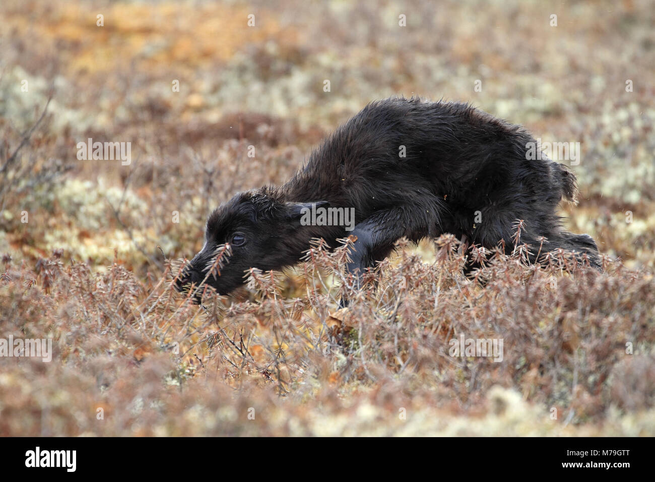 Kalb Rentier Stockfotos und -bilder Kaufen - Alamy