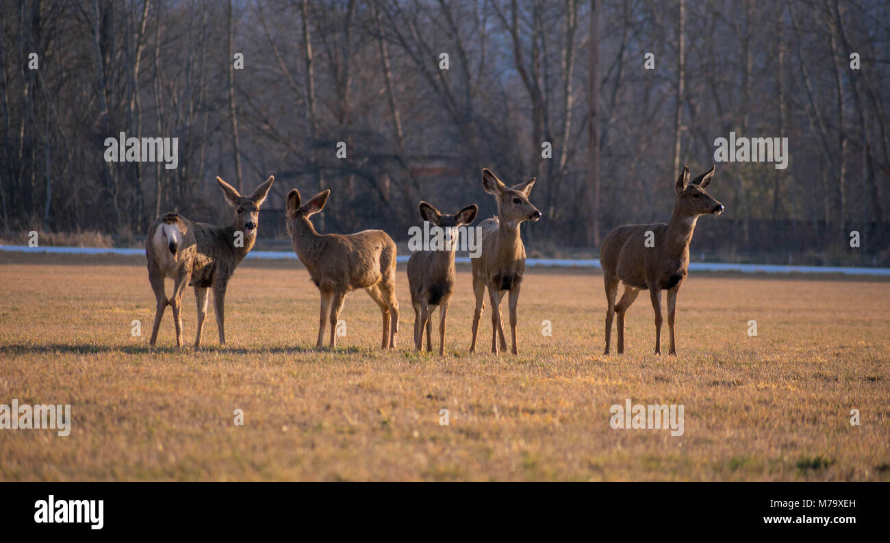 Maultierhirsch familie -Fotos und -Bildmaterial in hoher Auflösung – Alamy
