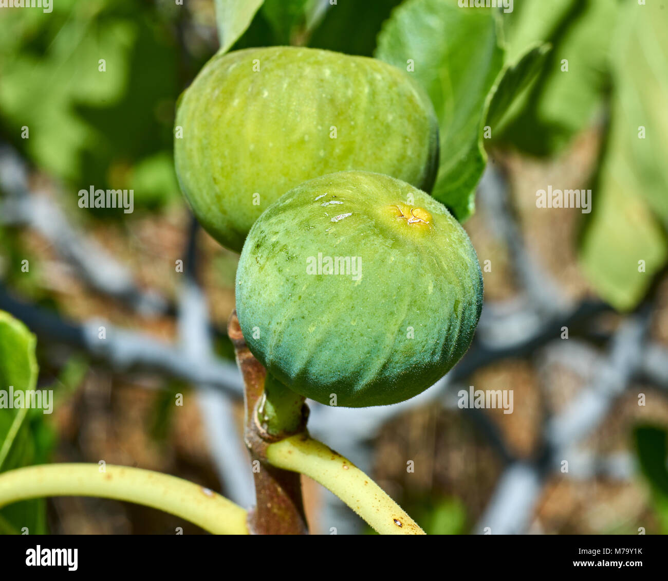 Offene feigen an einem baum -Fotos und -Bildmaterial in hoher Auflösung ...