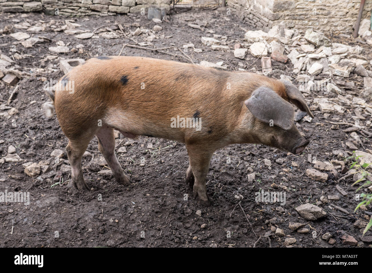 Oxford schwein -Fotos und -Bildmaterial in hoher Auflösung – Alamy