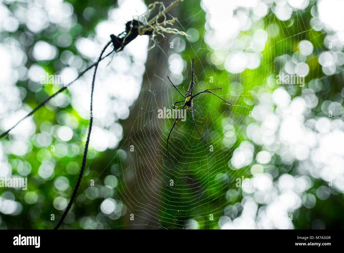Nephila komaci -Fotos und -Bildmaterial in hoher Auflösung – Alamy