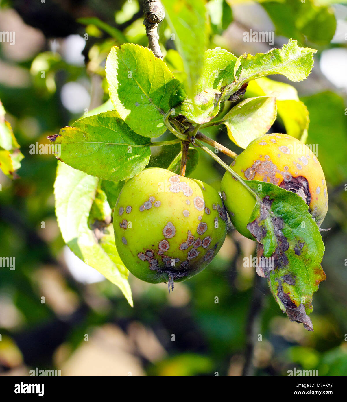 Krankheit Apfelbaum Bilder