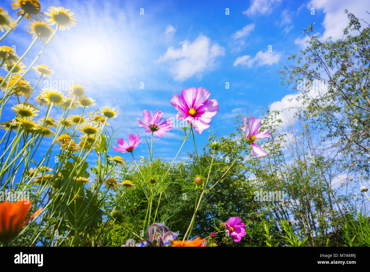 Blumen Im Sommer