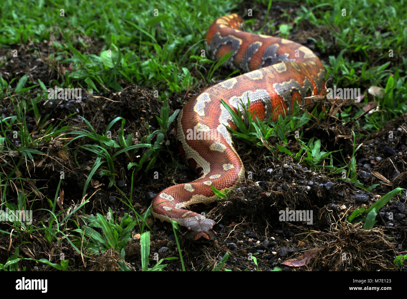 Dicke und dicke schlange -Fotos und -Bildmaterial in hoher Auflösung – Alamy