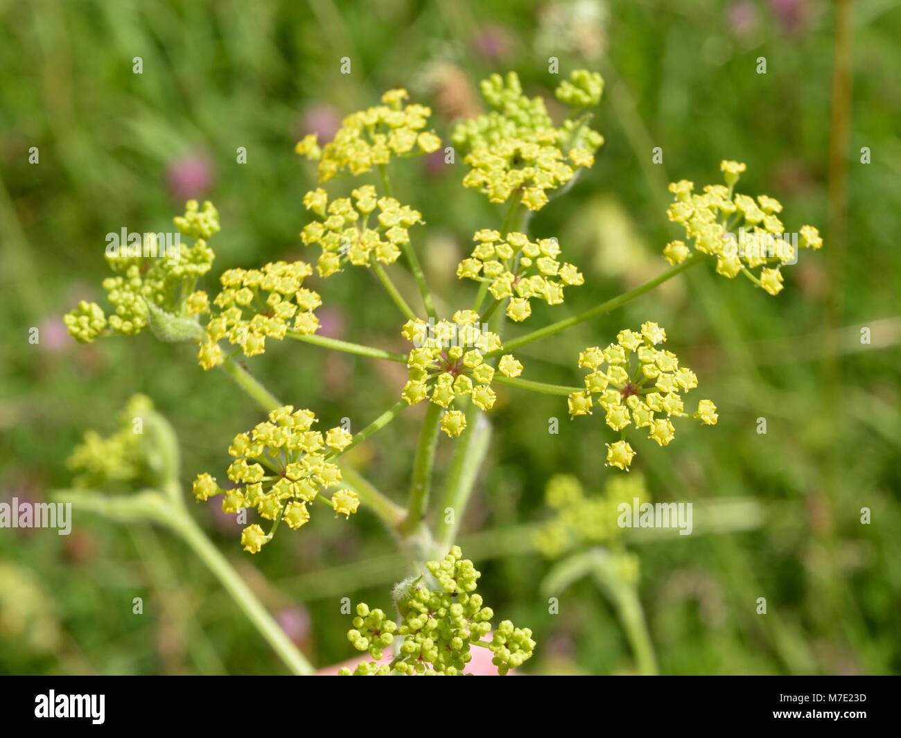 Wilde pastinake pastinaca sativa -Fotos und -Bildmaterial in hoher ...