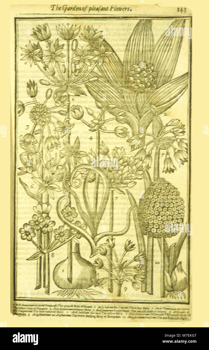 Eine 1629 in London erschienene Publikation von Humfrey Lownes und ...