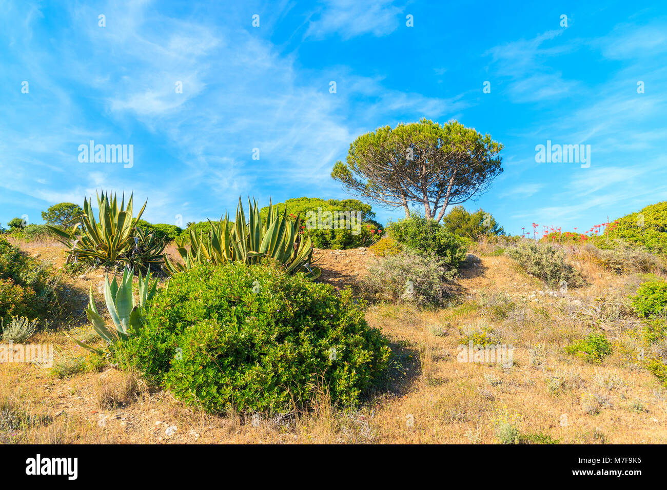 Algarve flora -Fotos und -Bildmaterial in hoher Auflösung – Alamy
