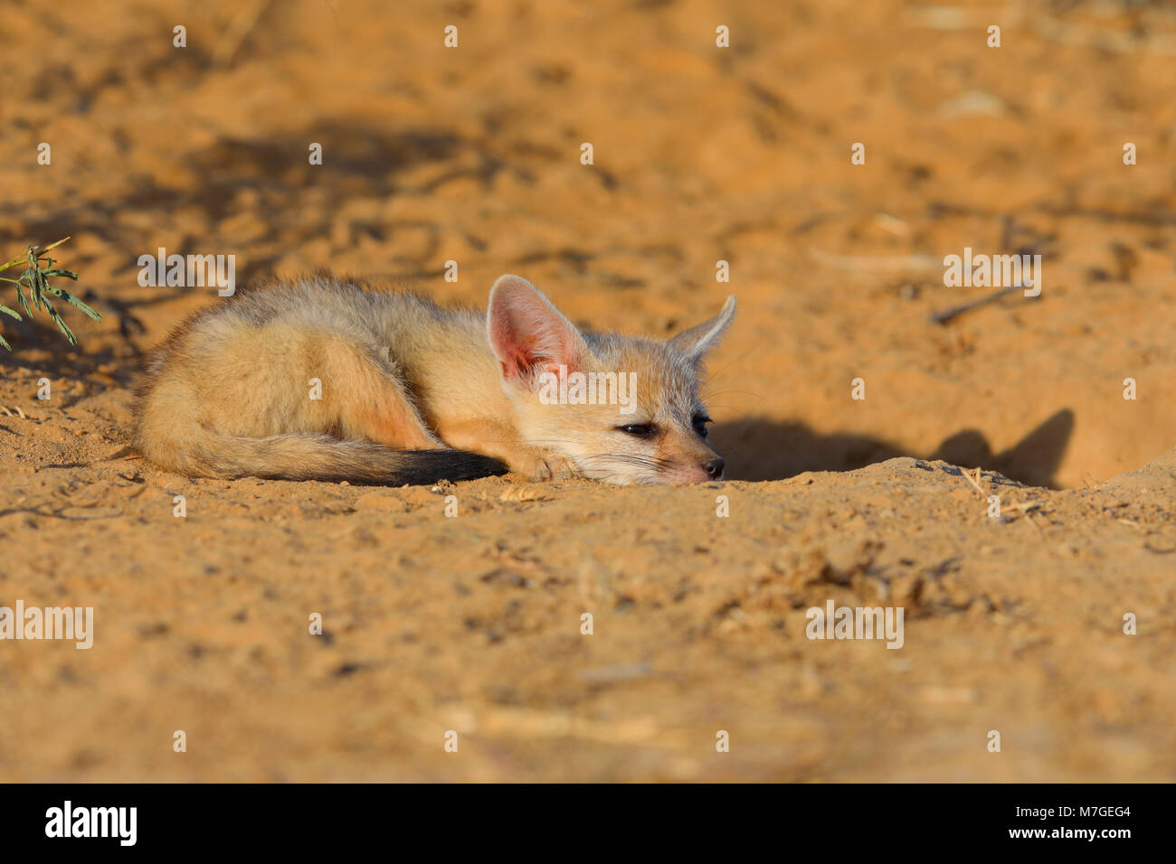 Bengalfuchs vulpes bengalensis -Fotos und -Bildmaterial in hoher ...