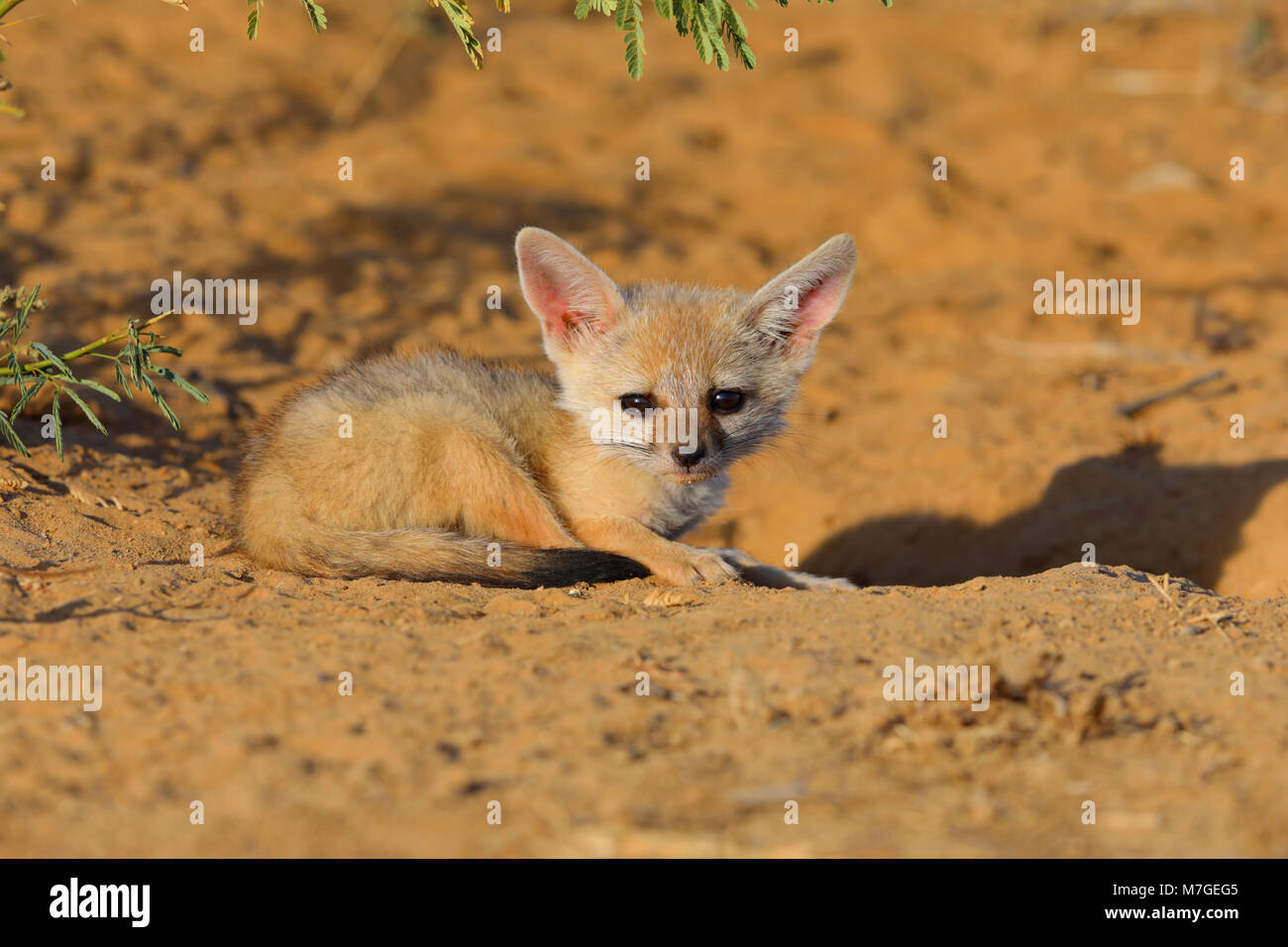 Bengalfuchs vulpes bengalensis -Fotos und -Bildmaterial in hoher ...