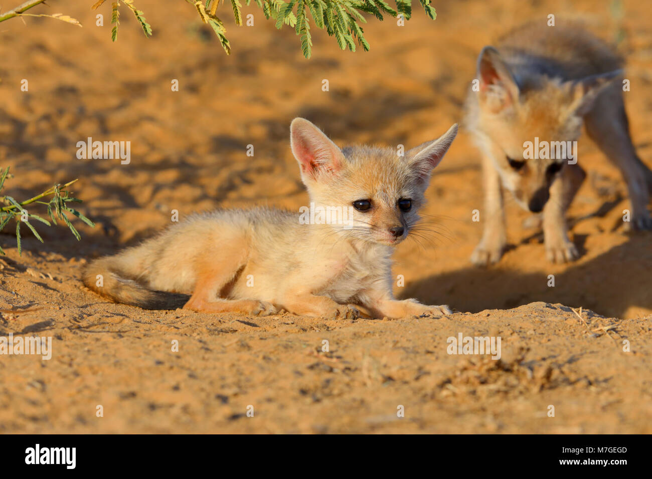 Bengalfuchs vulpes bengalensis -Fotos und -Bildmaterial in hoher ...