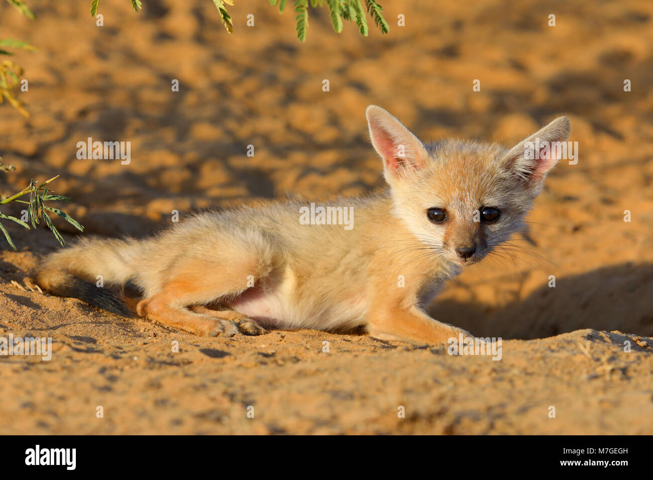 Bengalfuchs vulpes bengalensis -Fotos und -Bildmaterial in hoher ...