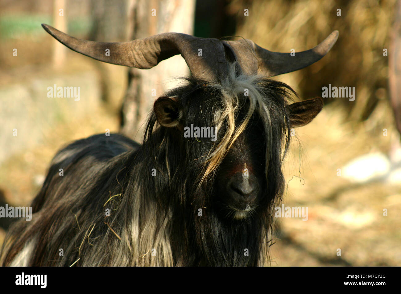 Schwarze Ziege mit langen Hörner und lange Haare Stockfotografie - Alamy