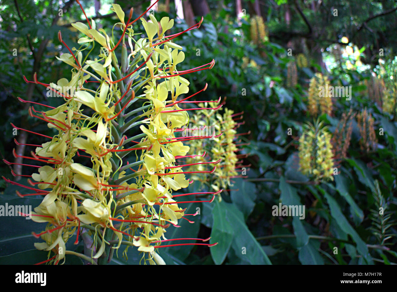 Azores Flower Stockfotos und -bilder Kaufen - Alamy