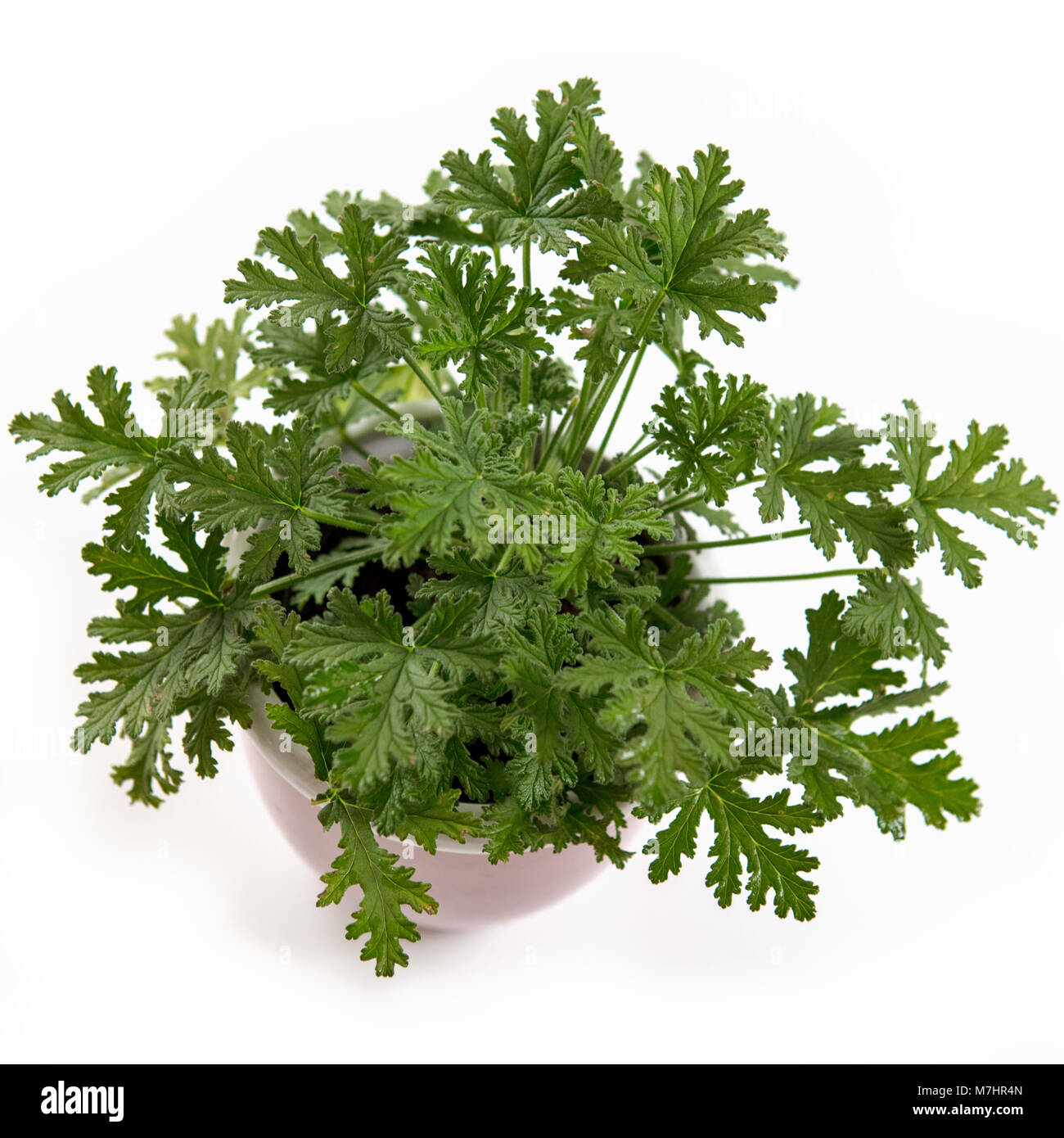 Pelargonium roseum -Fotos und -Bildmaterial in hoher Auflösung – Alamy