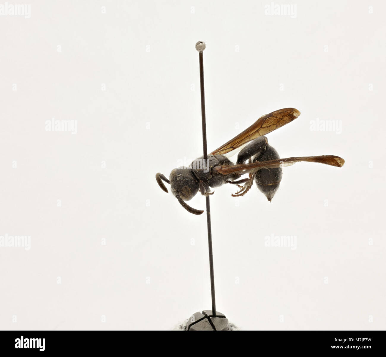 Zethus indicus -Fotos und -Bildmaterial in hoher Auflösung – Alamy