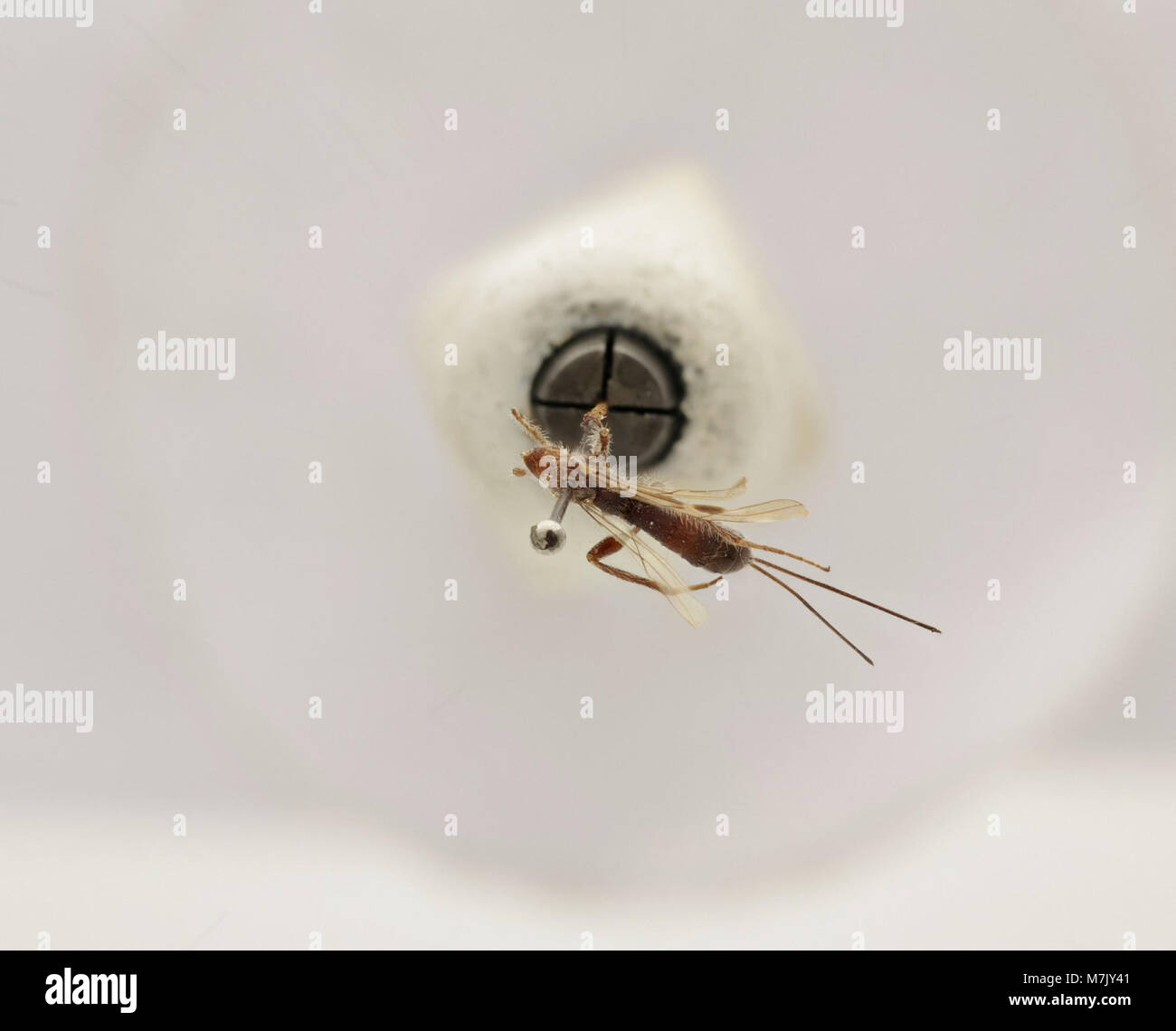 Doryctes deuticoxa ist eine Wespenart aus der Familie der Dryinidae ...