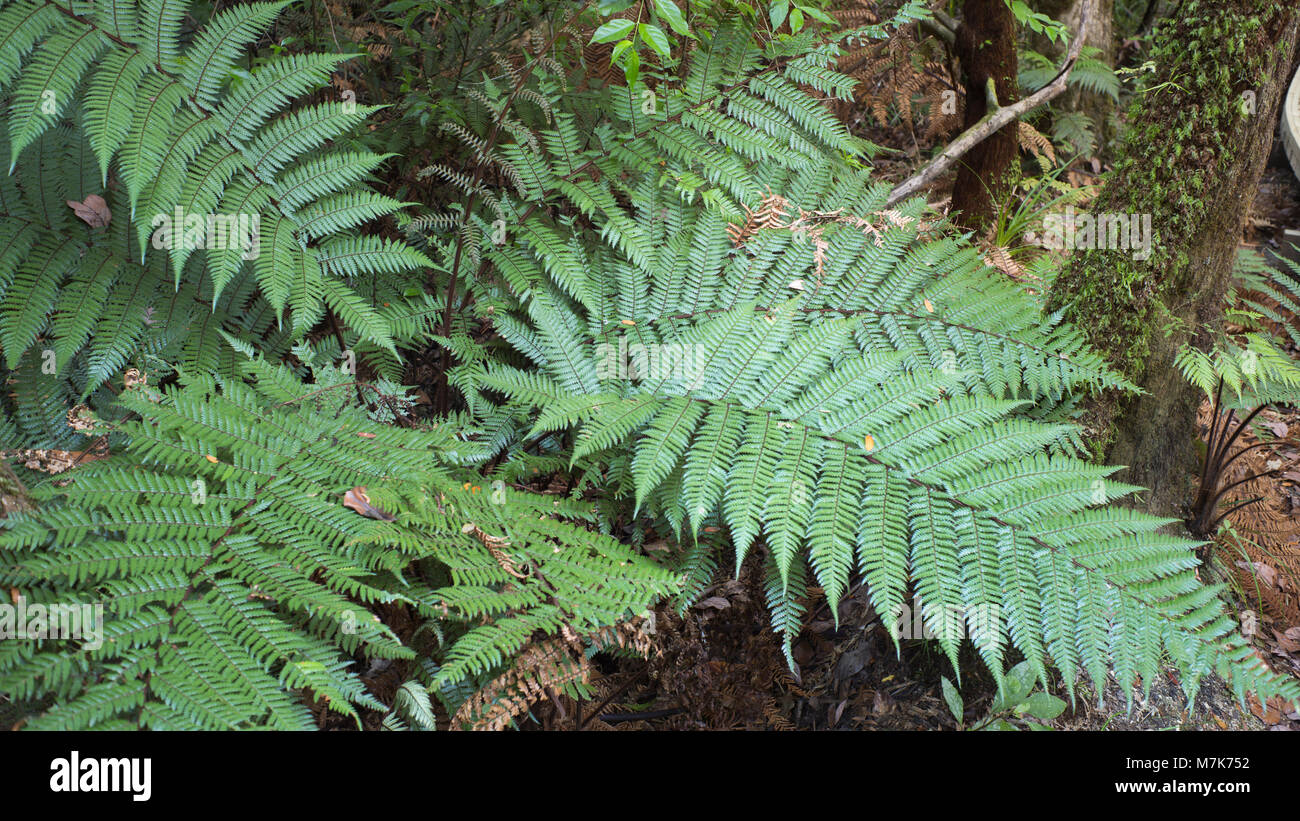 Kauri ist ein einheimischer neuseeländischer baum -Fotos und ...