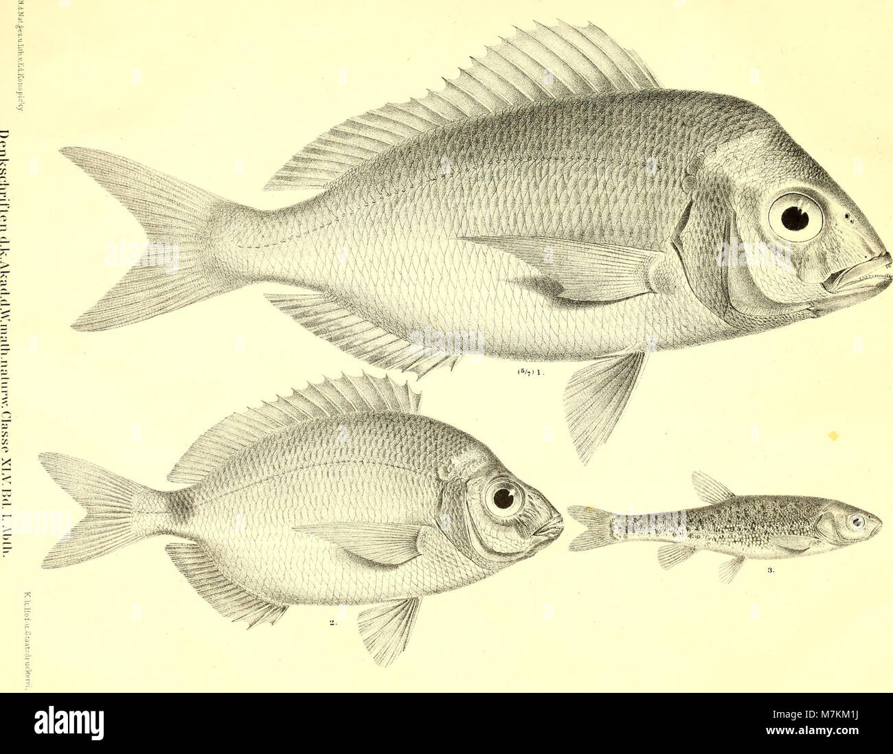 Dieser Titel bezieht sich auf eine Arbeit aus dem Jahr 1882 über ...