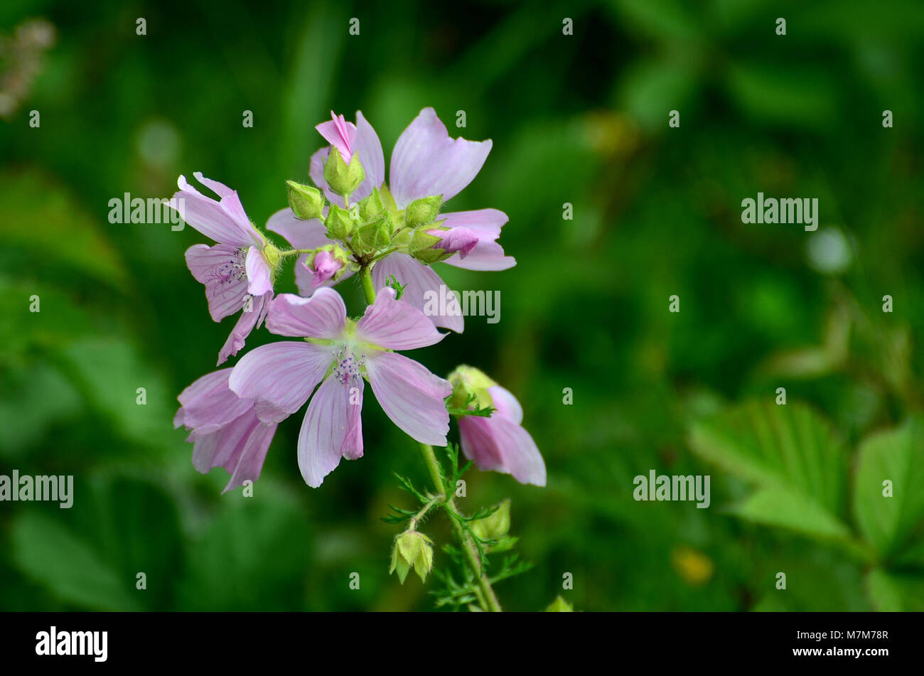 Wilde rosa blumen -Fotos und -Bildmaterial in hoher Auflösung – Alamy