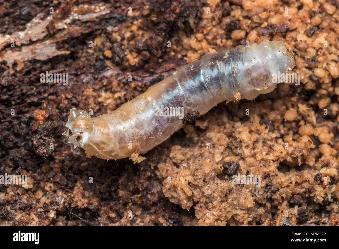 Insektenlarve in der natur -Fotos und -Bildmaterial in hoher Auflösung ...