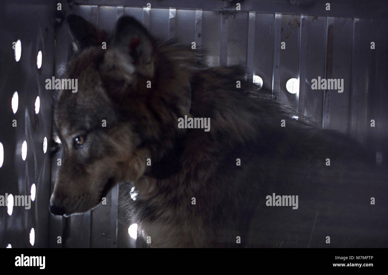 Wolf # in Shipping Container in Rose Creek pen Wolf Nr. 7 in Shipping ...