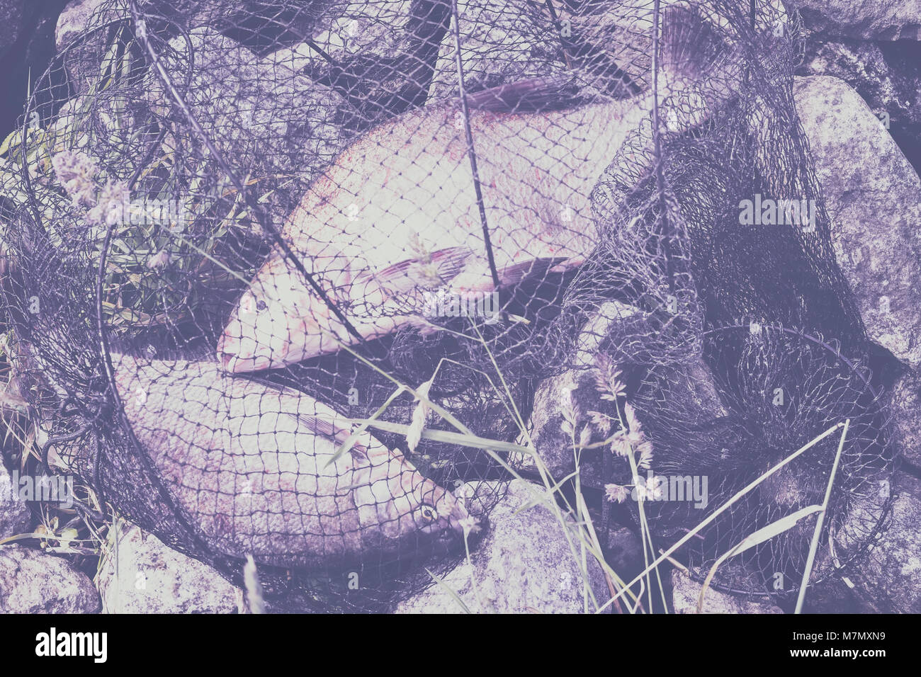 Zwei große Fisch, Brassen in die Netze der Fischer am Strand, im Gras ...