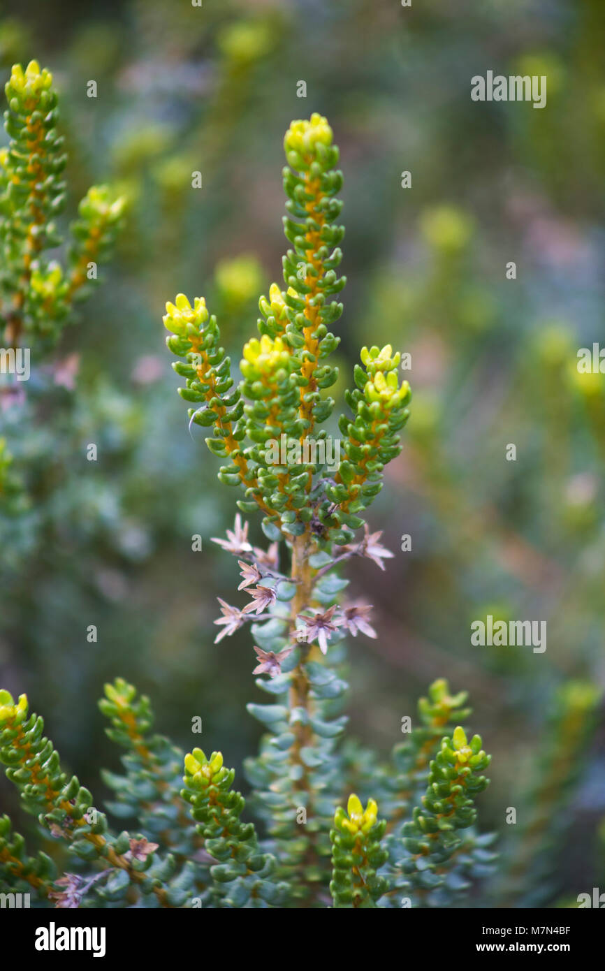 Olearia nummularifolia -Fotos und -Bildmaterial in hoher Auflösung – Alamy