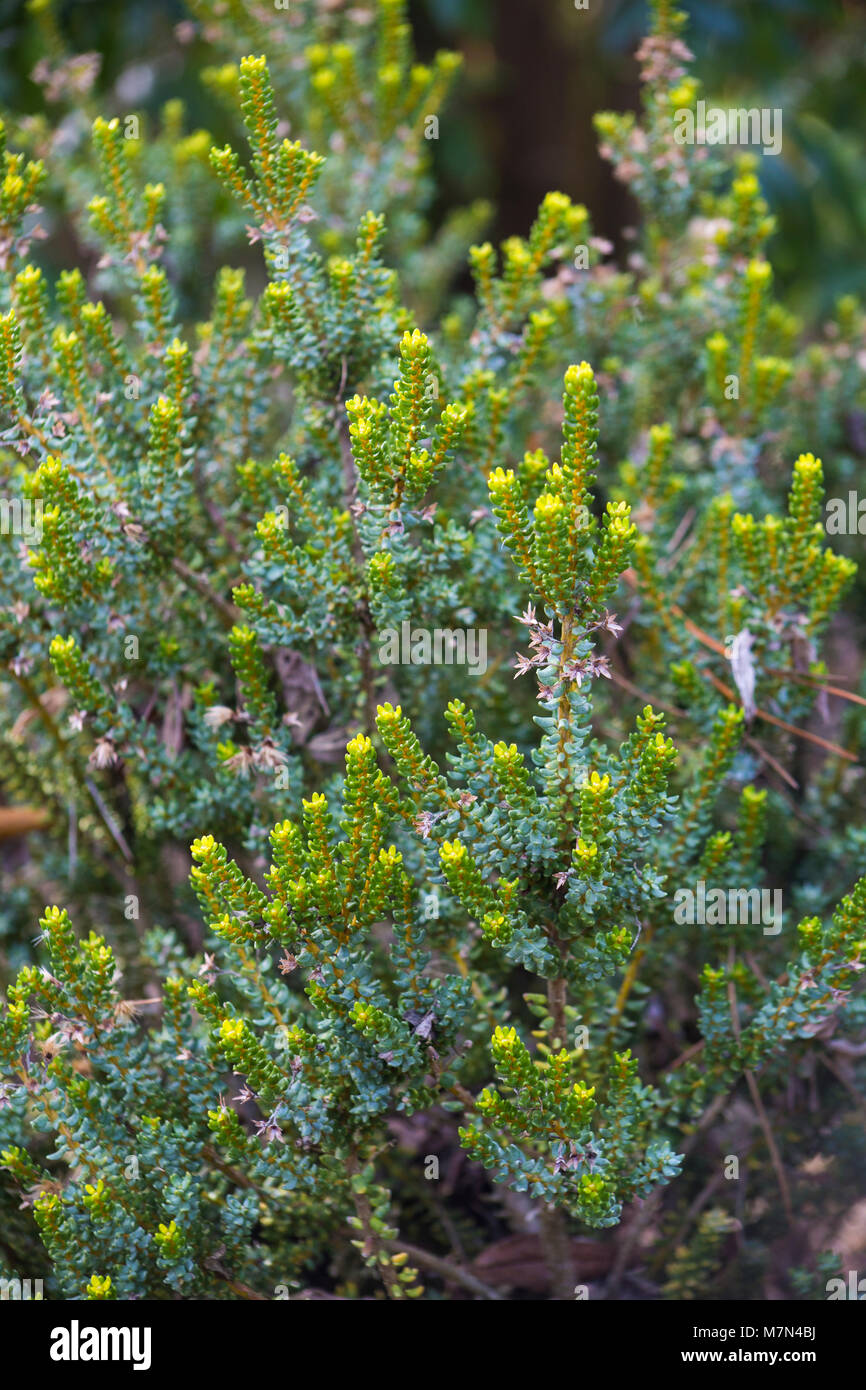 Olearia nummularifolia -Fotos und -Bildmaterial in hoher Auflösung – Alamy