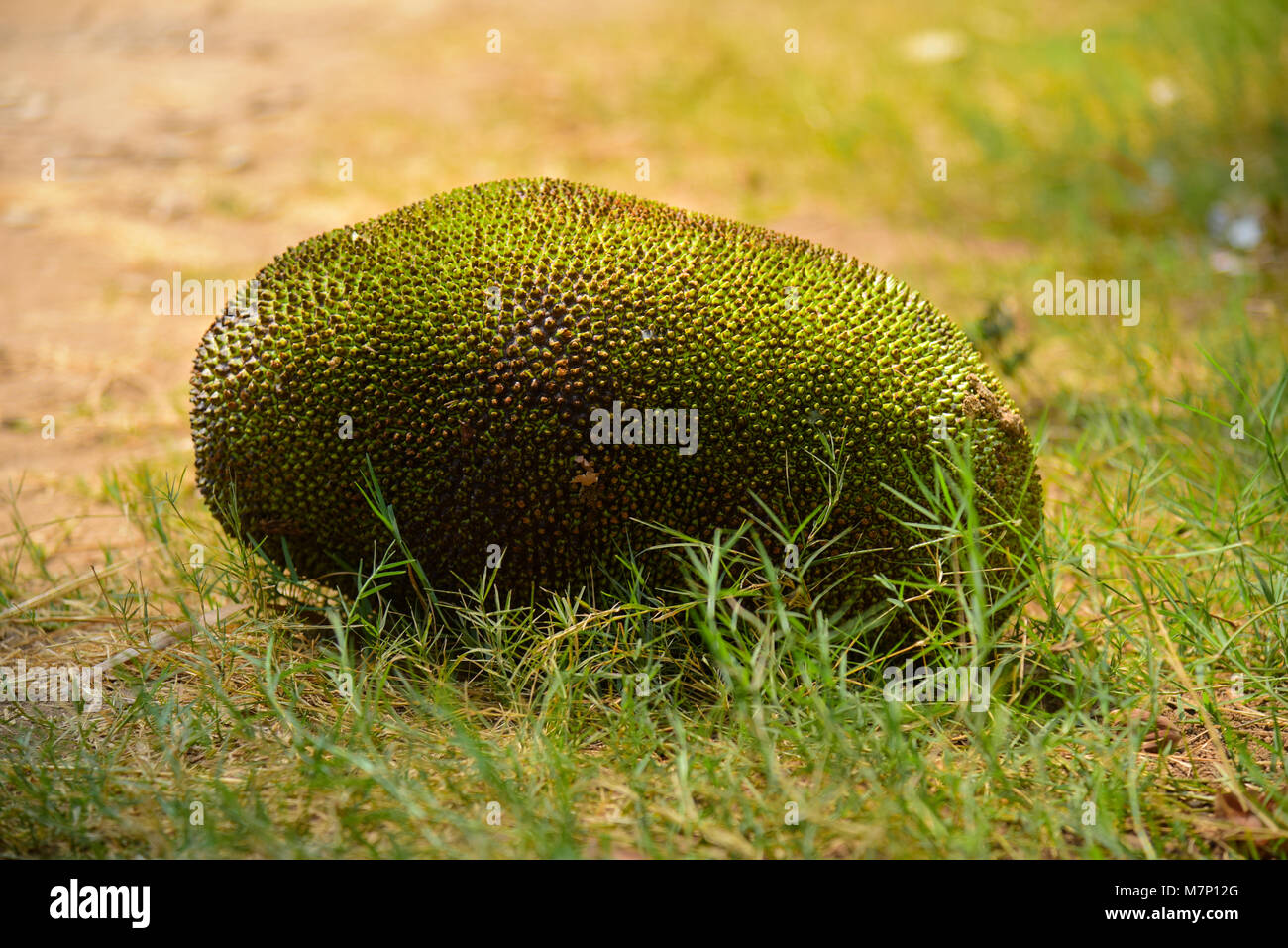 Kerala jack frucht -Fotos und -Bildmaterial in hoher Auflösung – Alamy