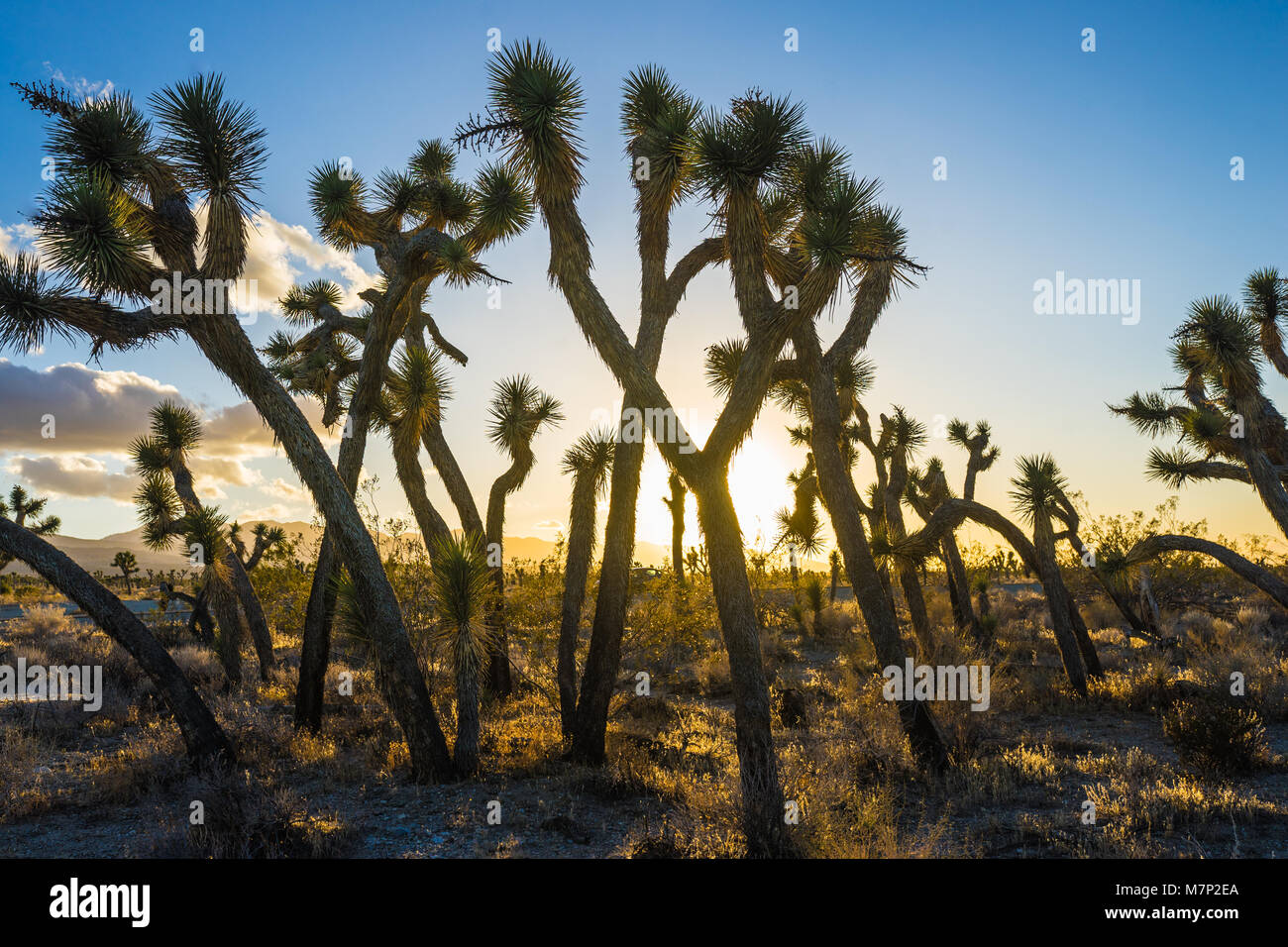 Joshua Baum Wald Stockfotos und -bilder Kaufen - Alamy