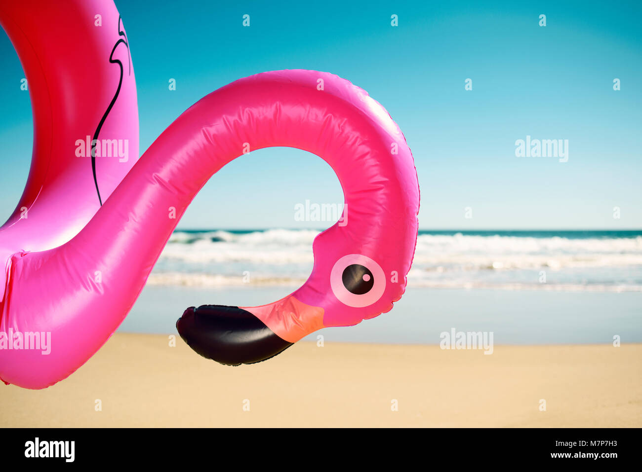 Flamingo am strand -Fotos und -Bildmaterial in hoher Auflösung – Alamy
