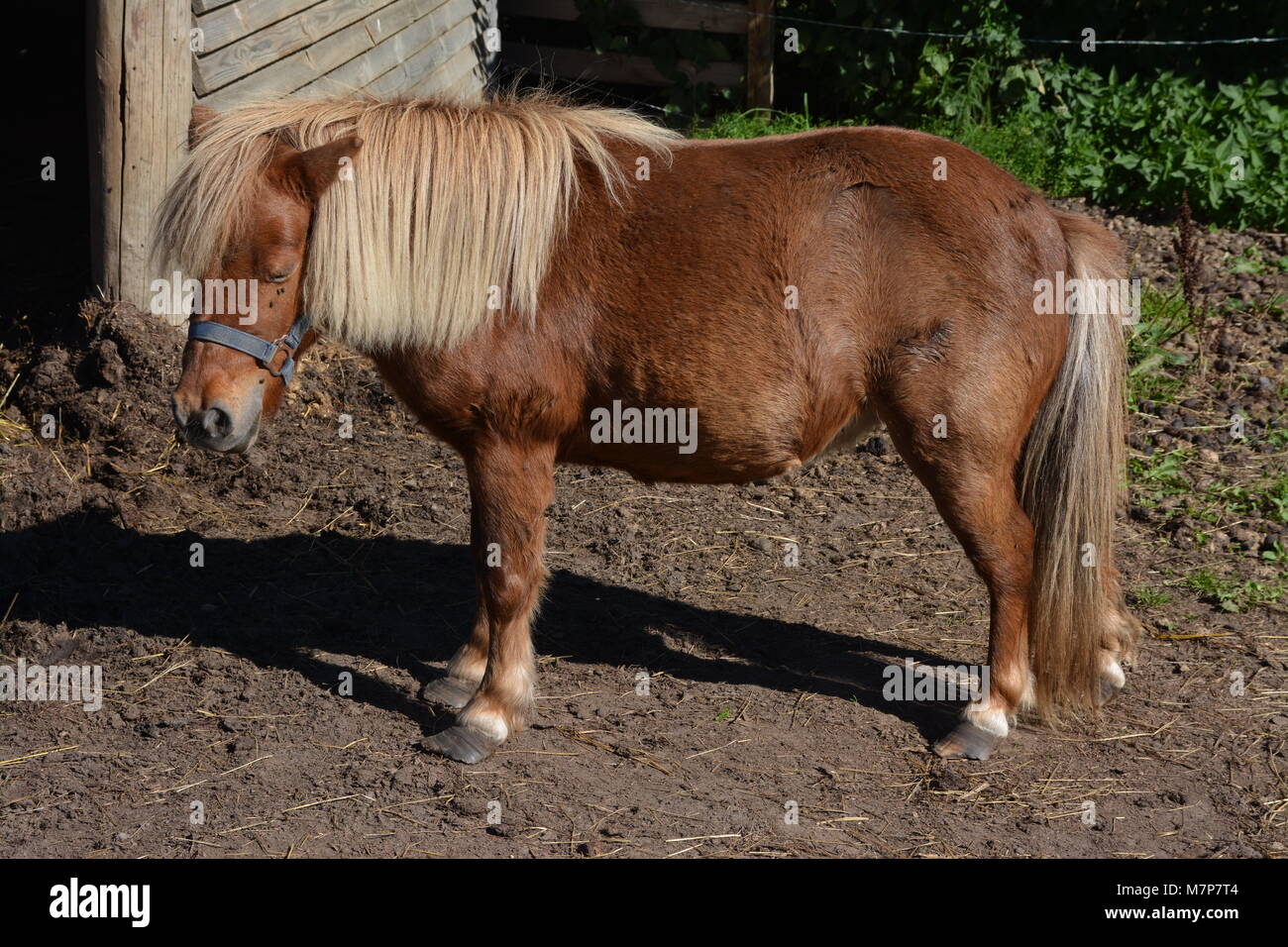 Pferd zum pferd -Fotos und -Bildmaterial in hoher Auflösung – Alamy