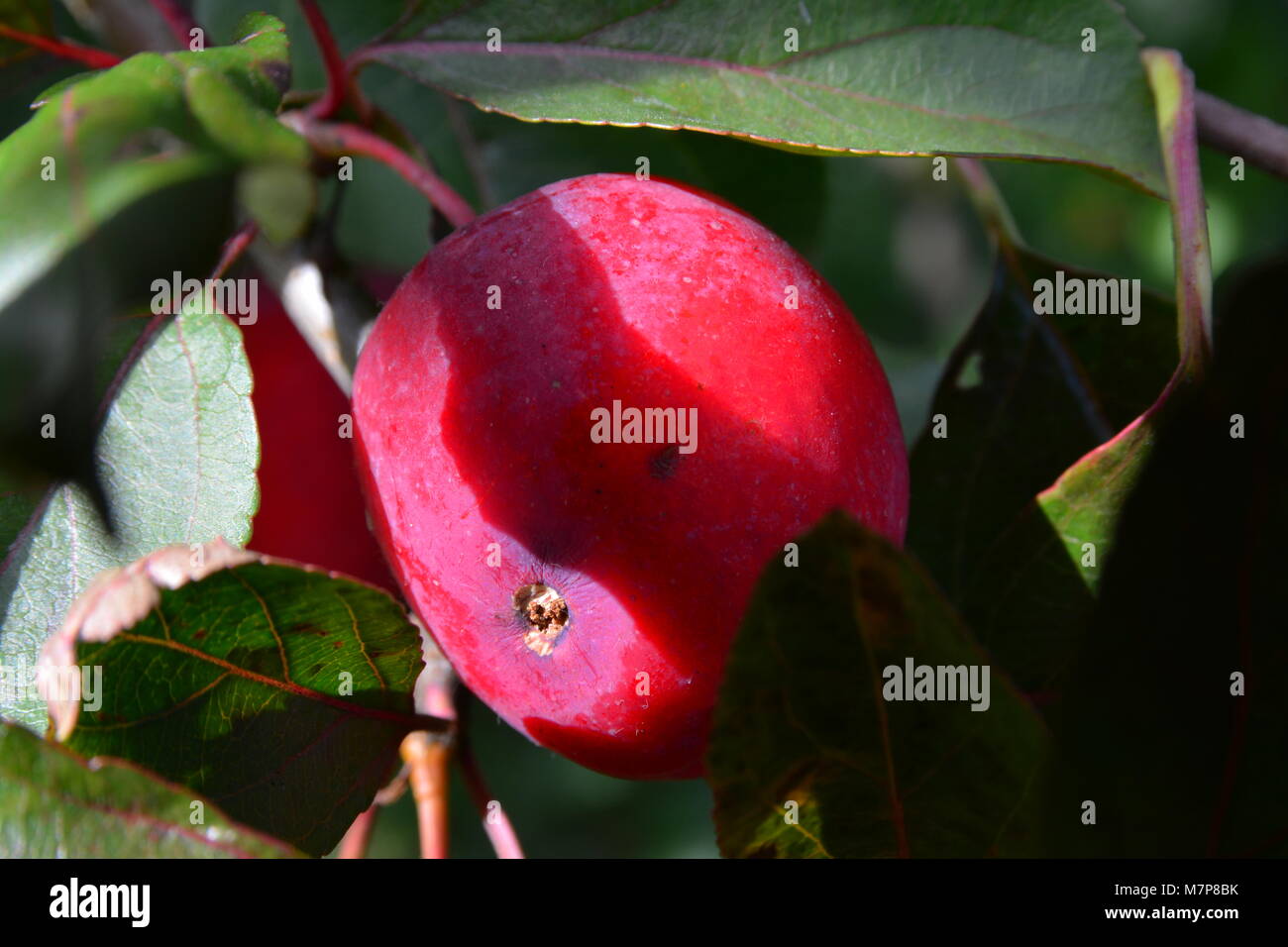 Worm hole appletree -Fotos und -Bildmaterial in hoher Auflösung – Alamy