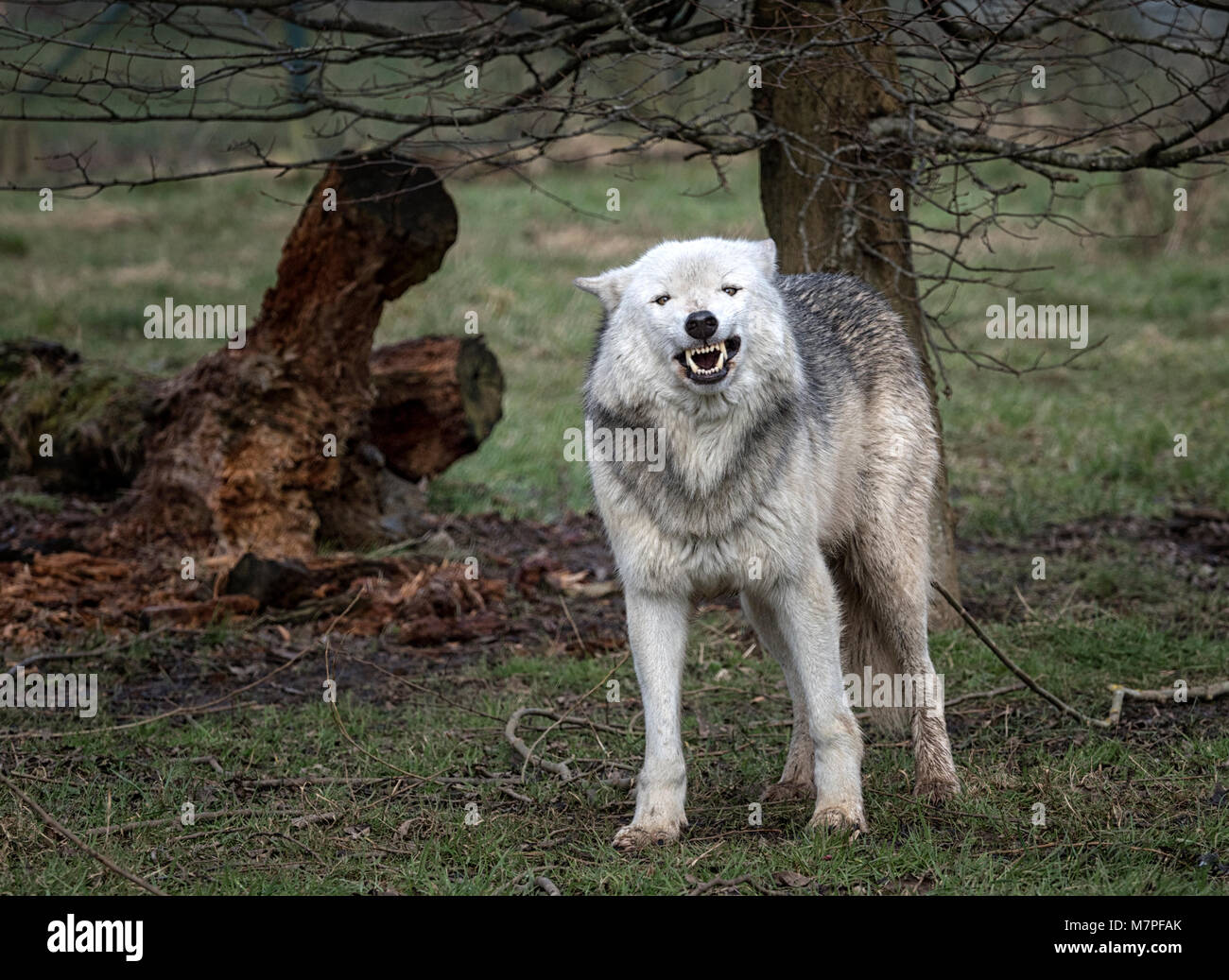 Alpha Weibchen grau (grau) Wolf (Canis lupus), aka der Timber Wolf oder ...