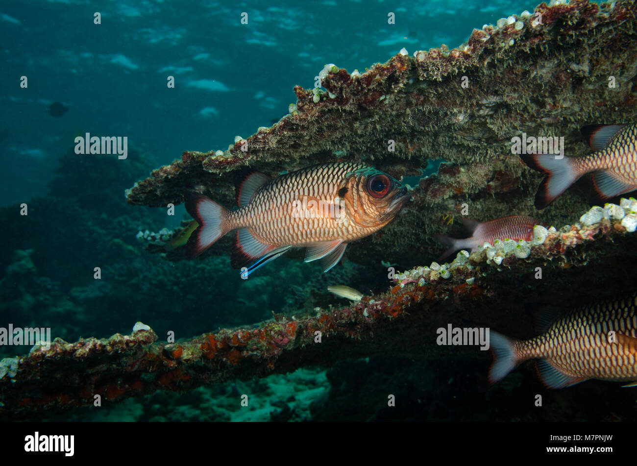 Shadowfin Soldatenfische, Myripristis Adusta, mit sauberer Lippfische ...