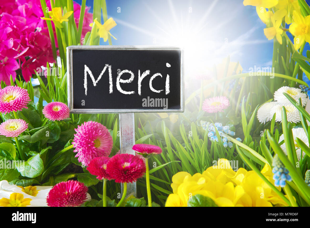 Sonnige Frühling Blumen Wiese, Merci, Danke Stockfotografie - Alamy