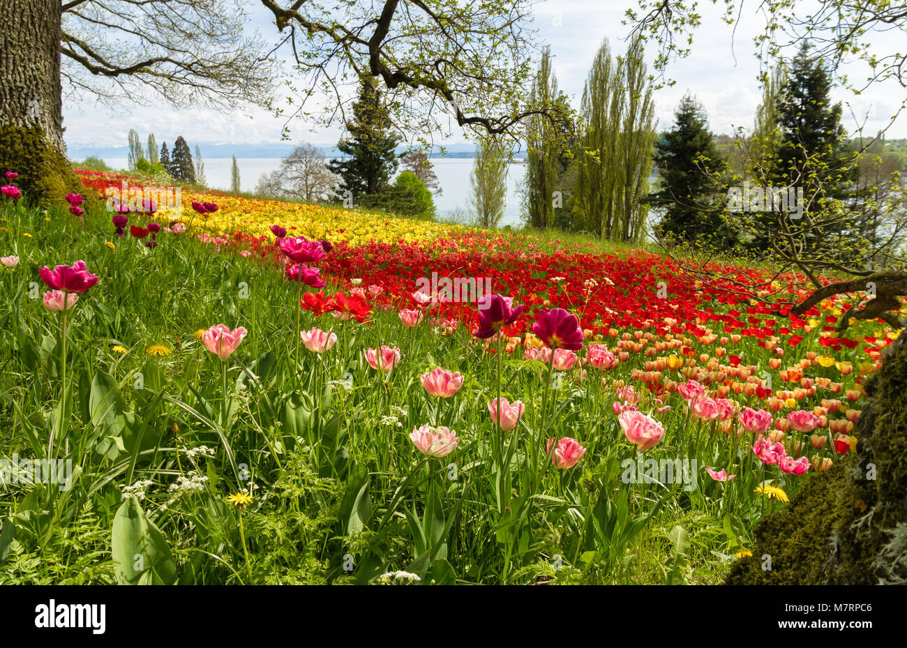 Riesige Wiese blühenden Tulpen im Frühling mit einem See und die Berge ...