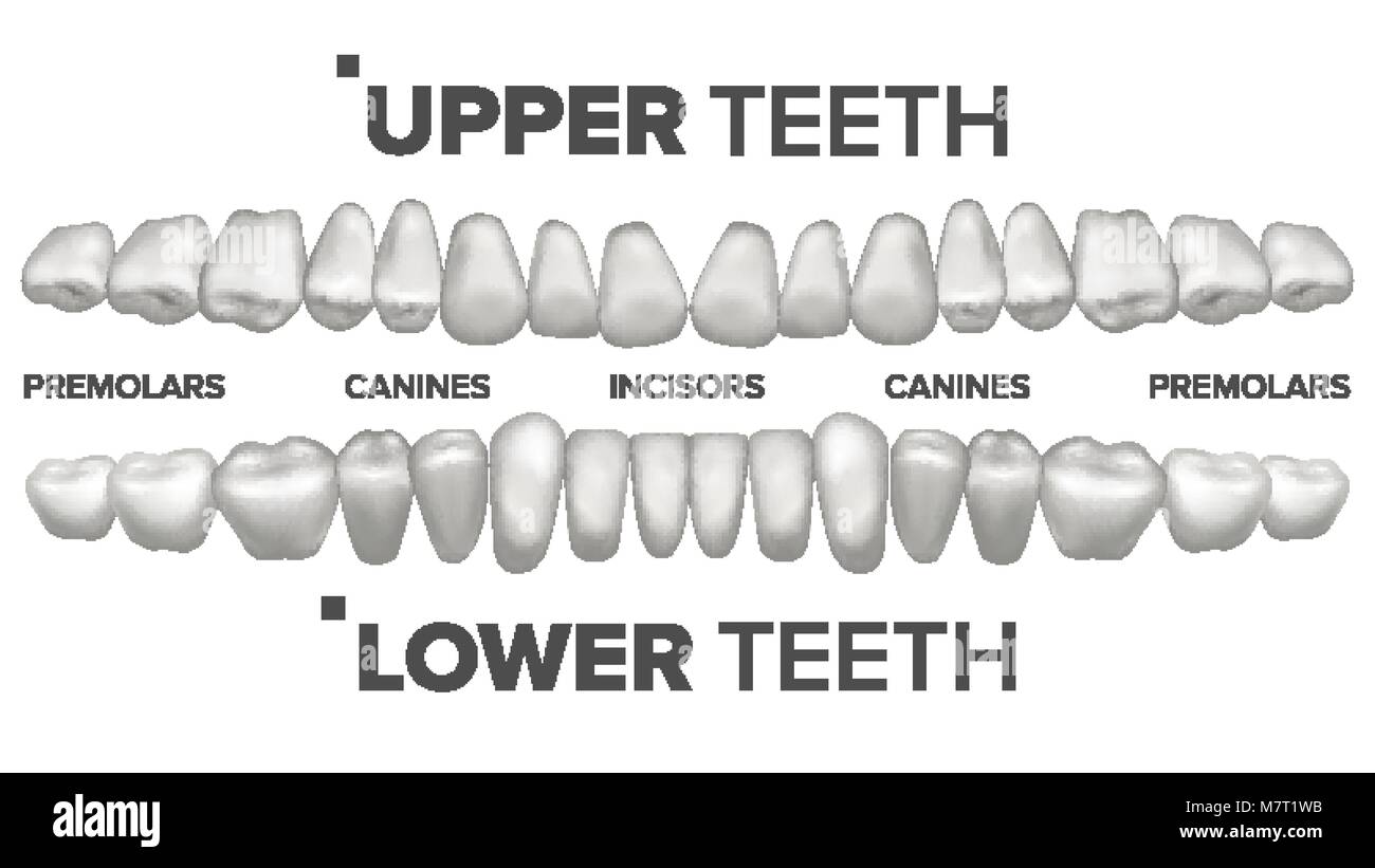 Gebiss Anatomie Stockfotos und -bilder Kaufen - Alamy