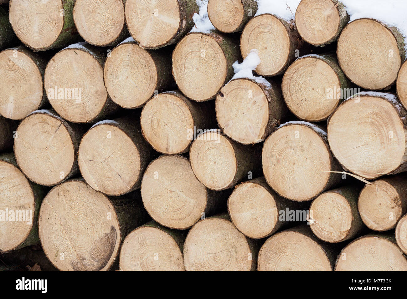 Fichte brennholz -Fotos und -Bildmaterial in hoher Auflösung – Alamy