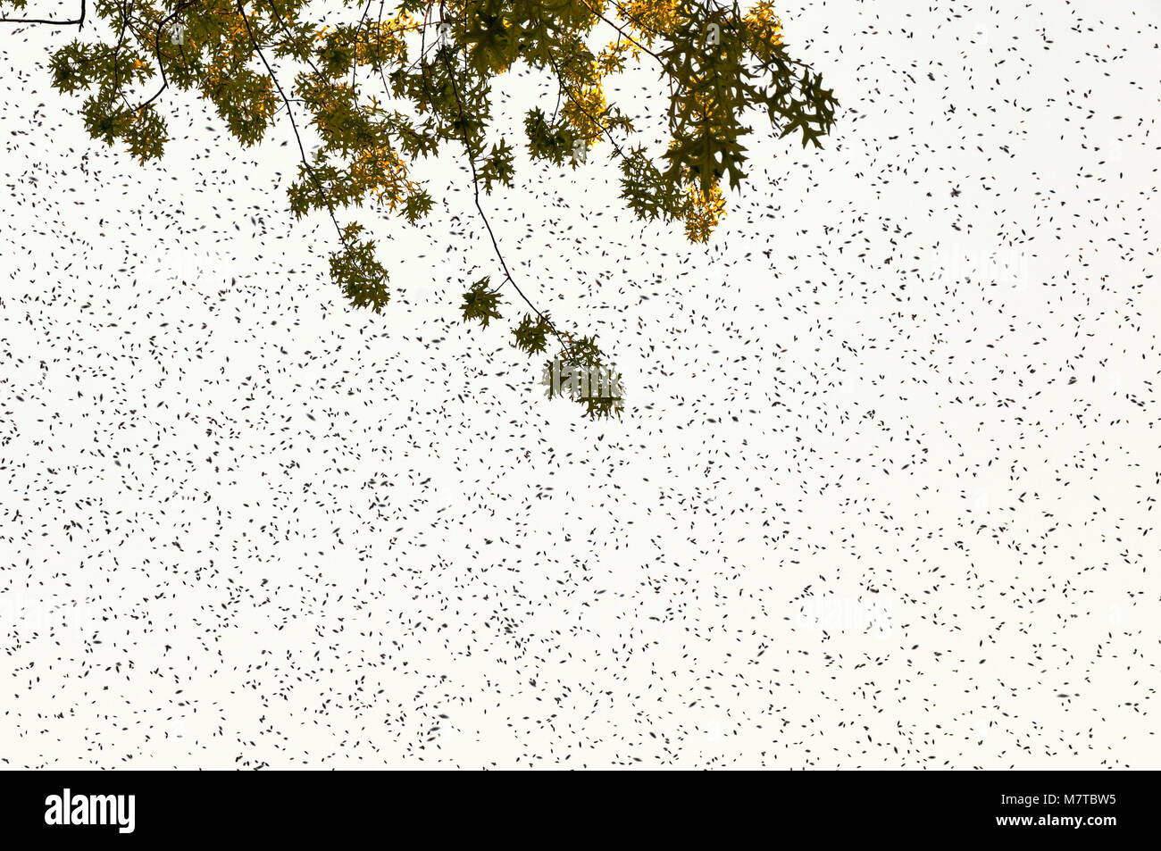 Swarming insects -Fotos und -Bildmaterial in hoher Auflösung – Alamy