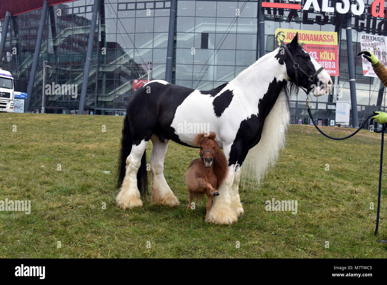 07.03.2018, Nordrhein-Westfalen, Köln: Die Tinker 'Mario' und der ...