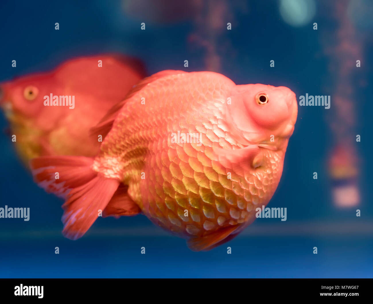 Beliebte zieraquarienfische -Fotos und -Bildmaterial in hoher Auflösung ...