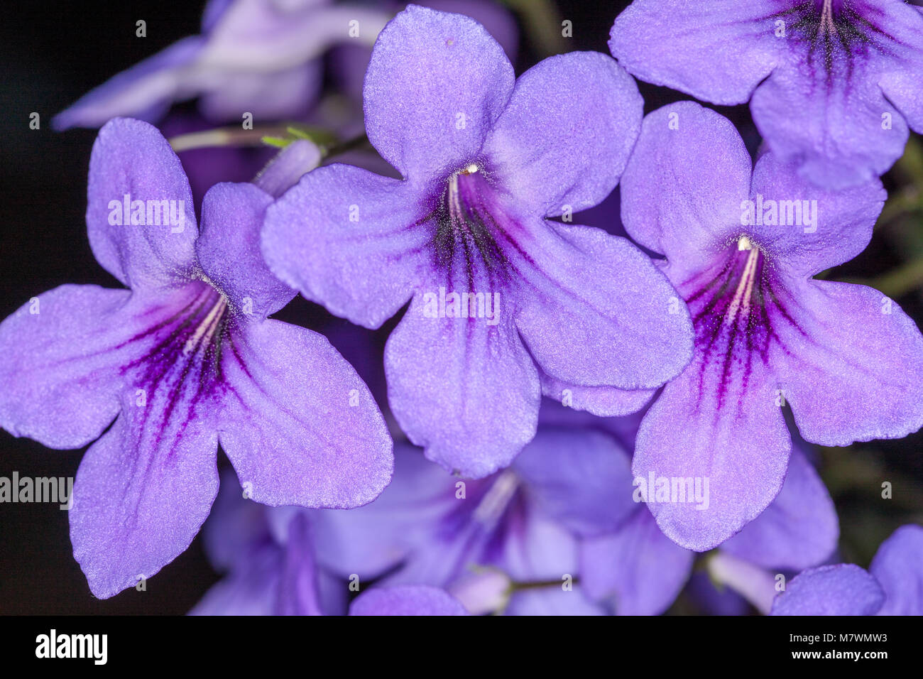 Cape Primrose, Streptocarpus Kornettblomma (Hybrid Stockfotografie - Alamy
